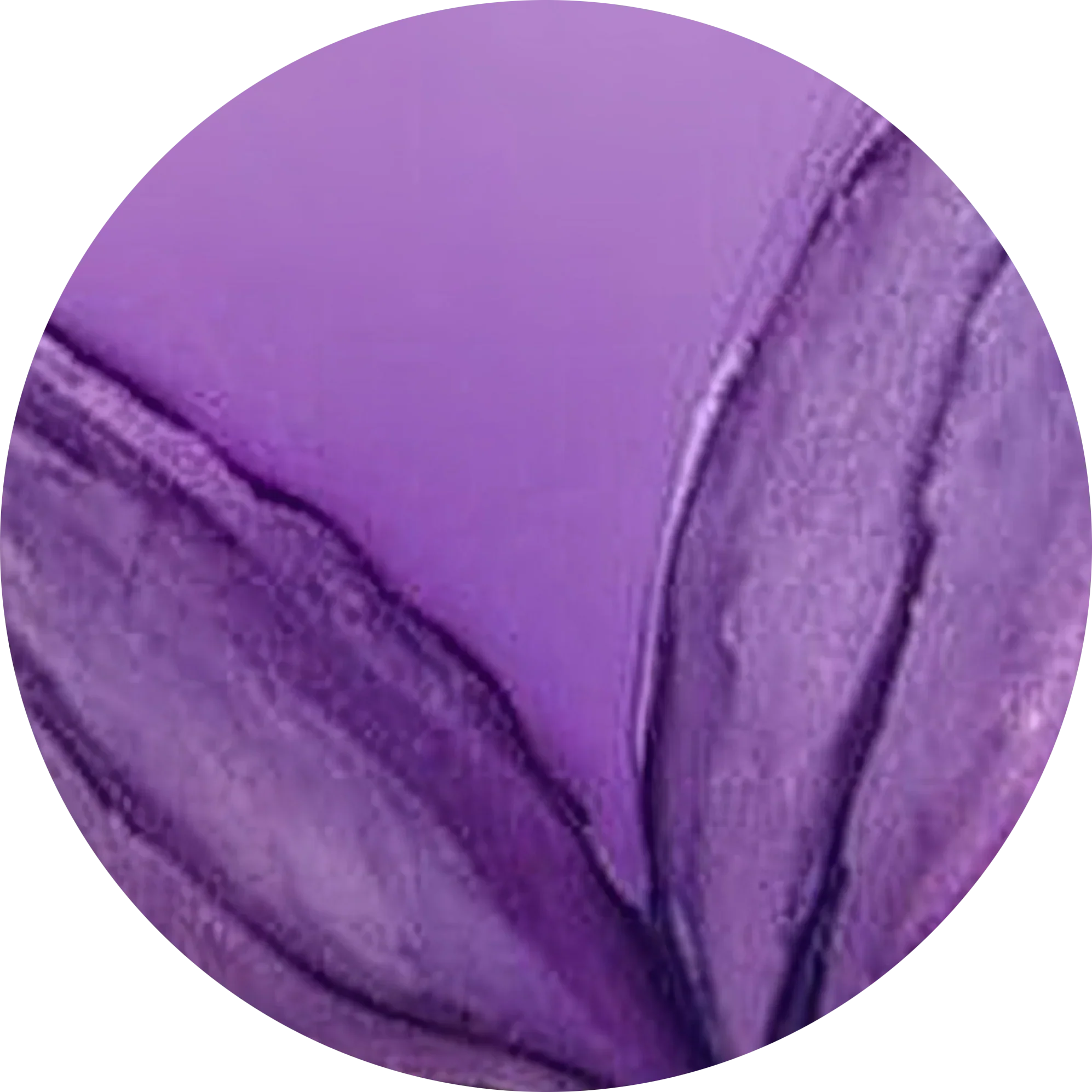 Purple Wall Art – Glam Gallery